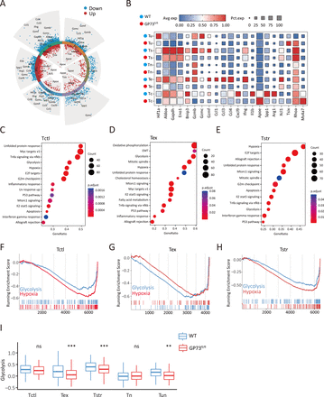 GP73 reinforces cytotoxic T-cell function by regulating HIF-1α and ...