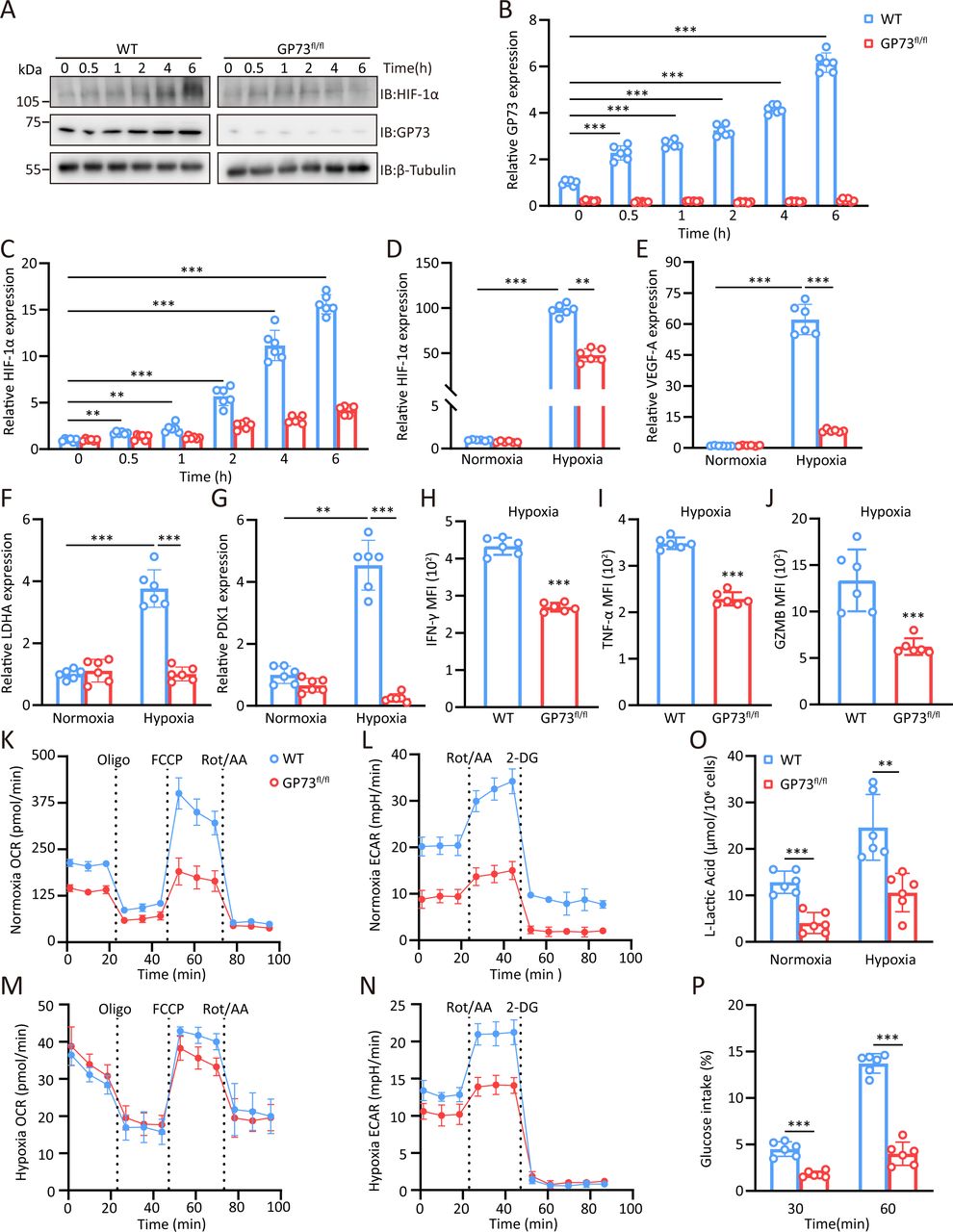GP73 reinforces cytotoxic T-cell function by regulating HIF-1α and ...