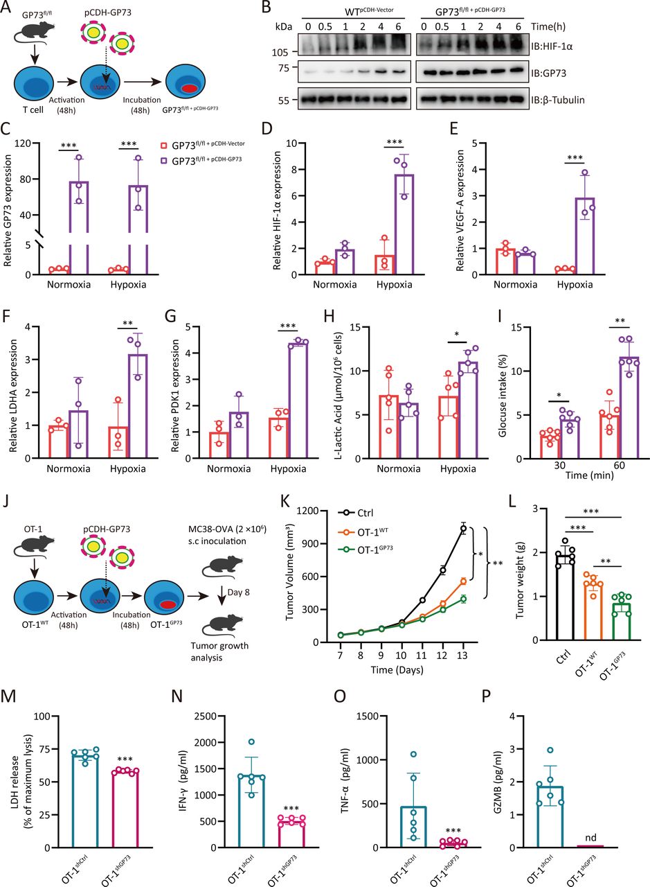 GP73 reinforces cytotoxic T-cell function by regulating HIF-1α and ...