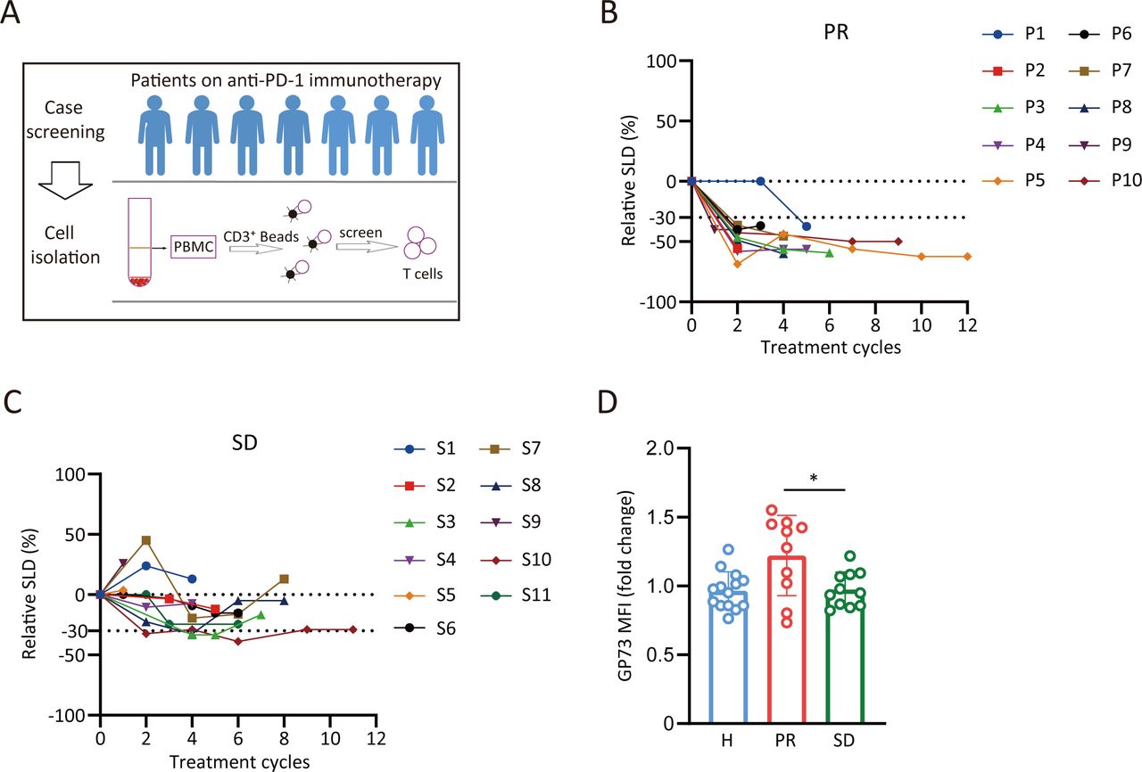 GP73 reinforces cytotoxic T-cell function by regulating HIF-1α and ...