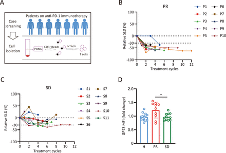 GP73 reinforces cytotoxic T-cell function by regulating HIF-1α and ...