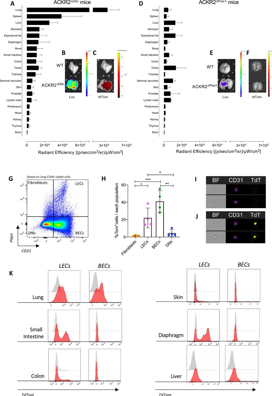 Selective expression and significance of ACKR2 in lung aerocytes ...