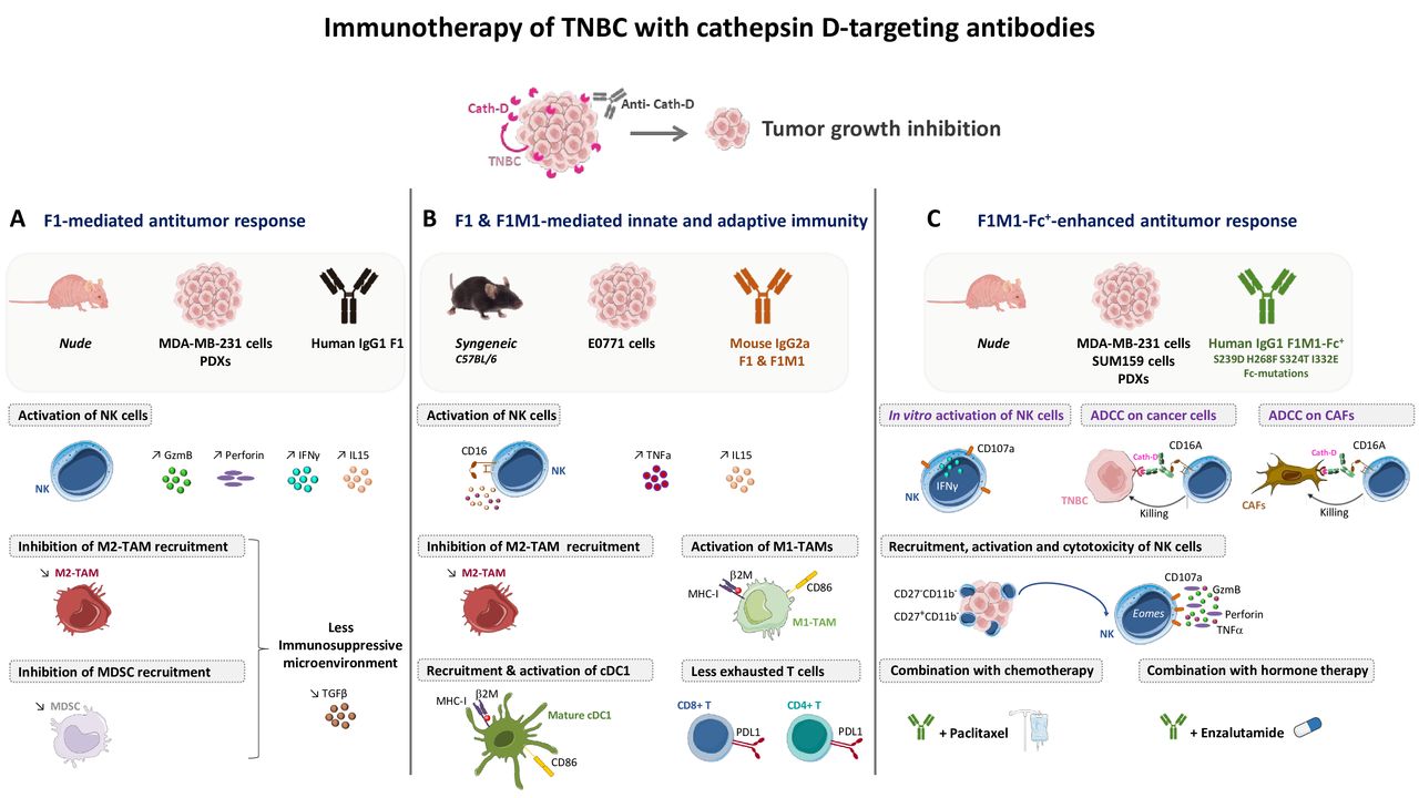 Antibodies against the multifaceted cathepsin D protein open new ...