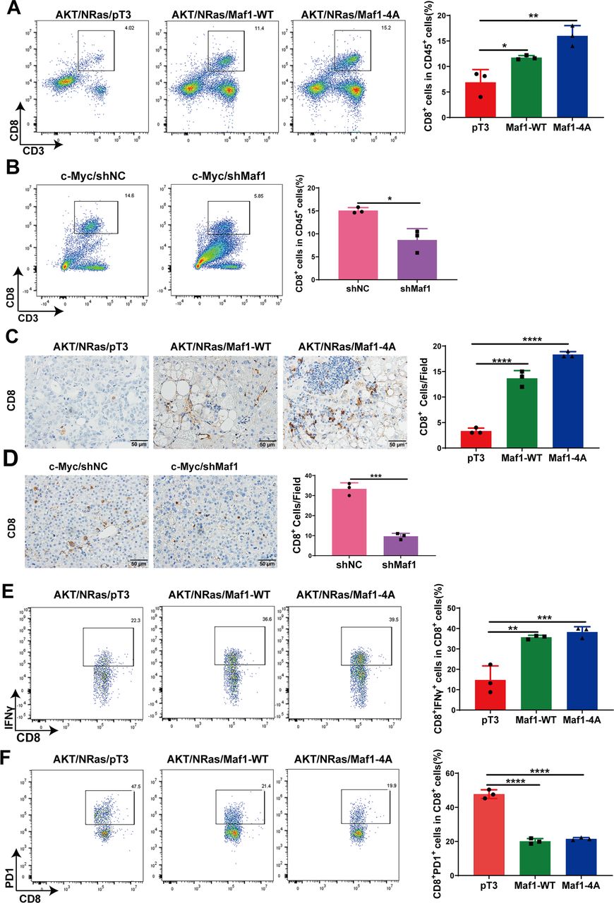 MAF1 inhibits hepatocarcinogenesis by fostering an immunostimulatory ...
