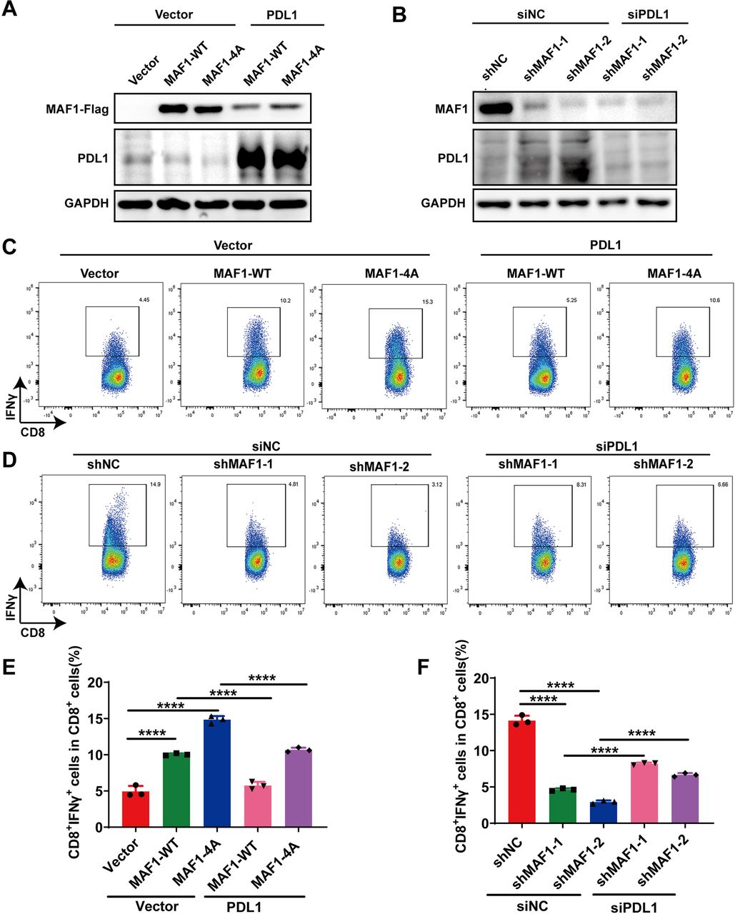 MAF1 inhibits hepatocarcinogenesis by fostering an immunostimulatory ...