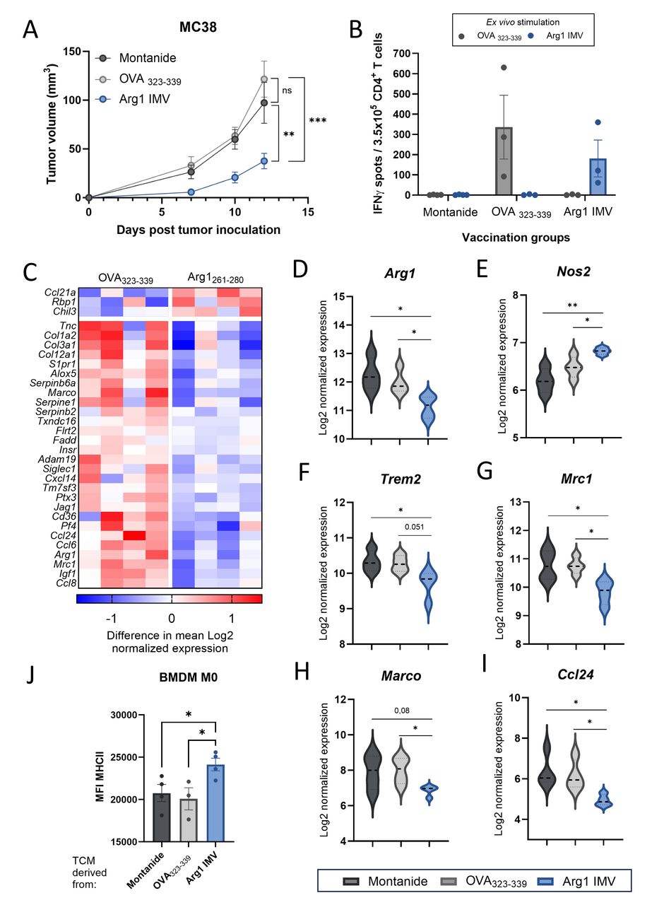 Arginase-1-specific T cells target and modulate tumor-associated ...