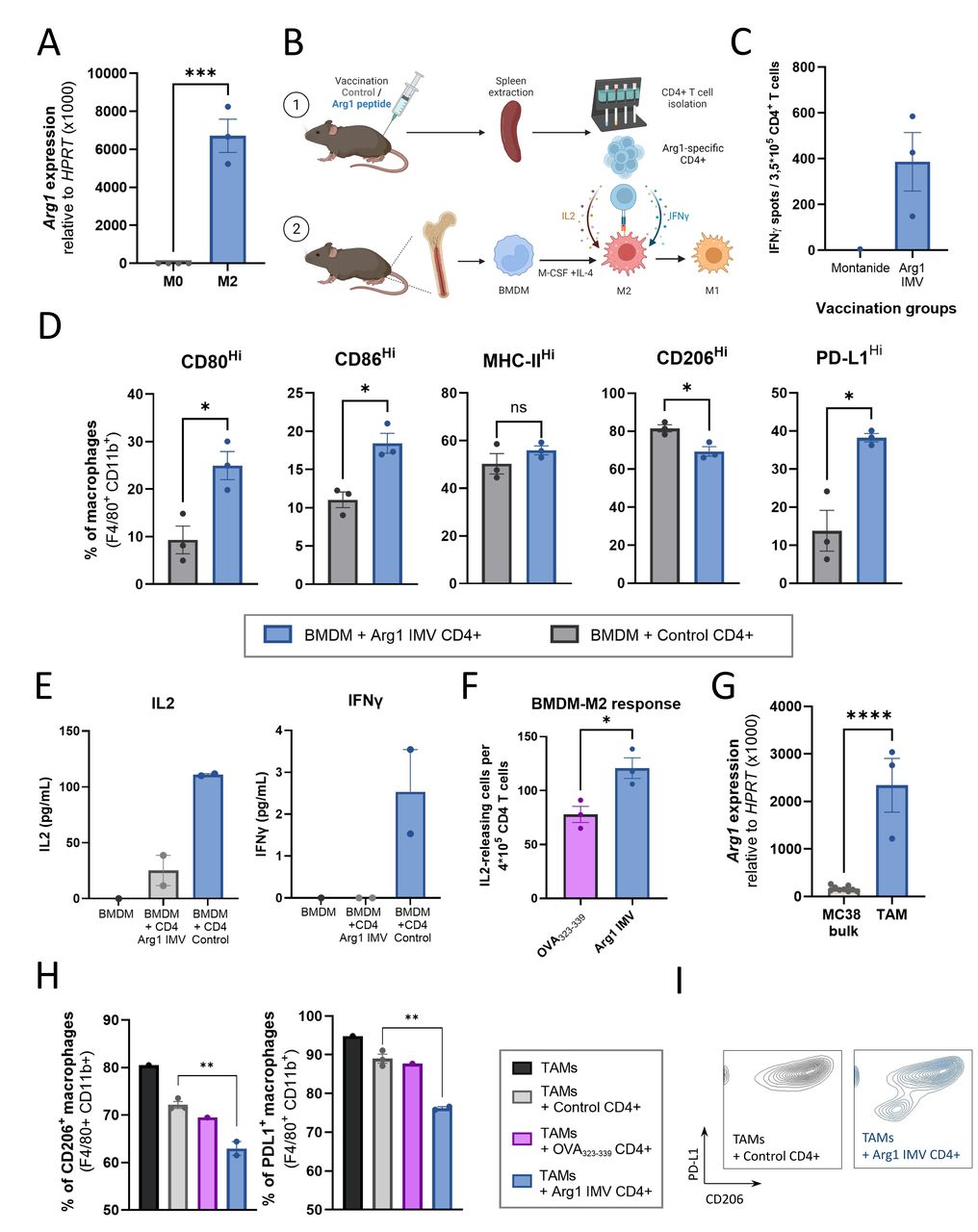 Arginase-1-specific T cells target and modulate tumor-associated ...