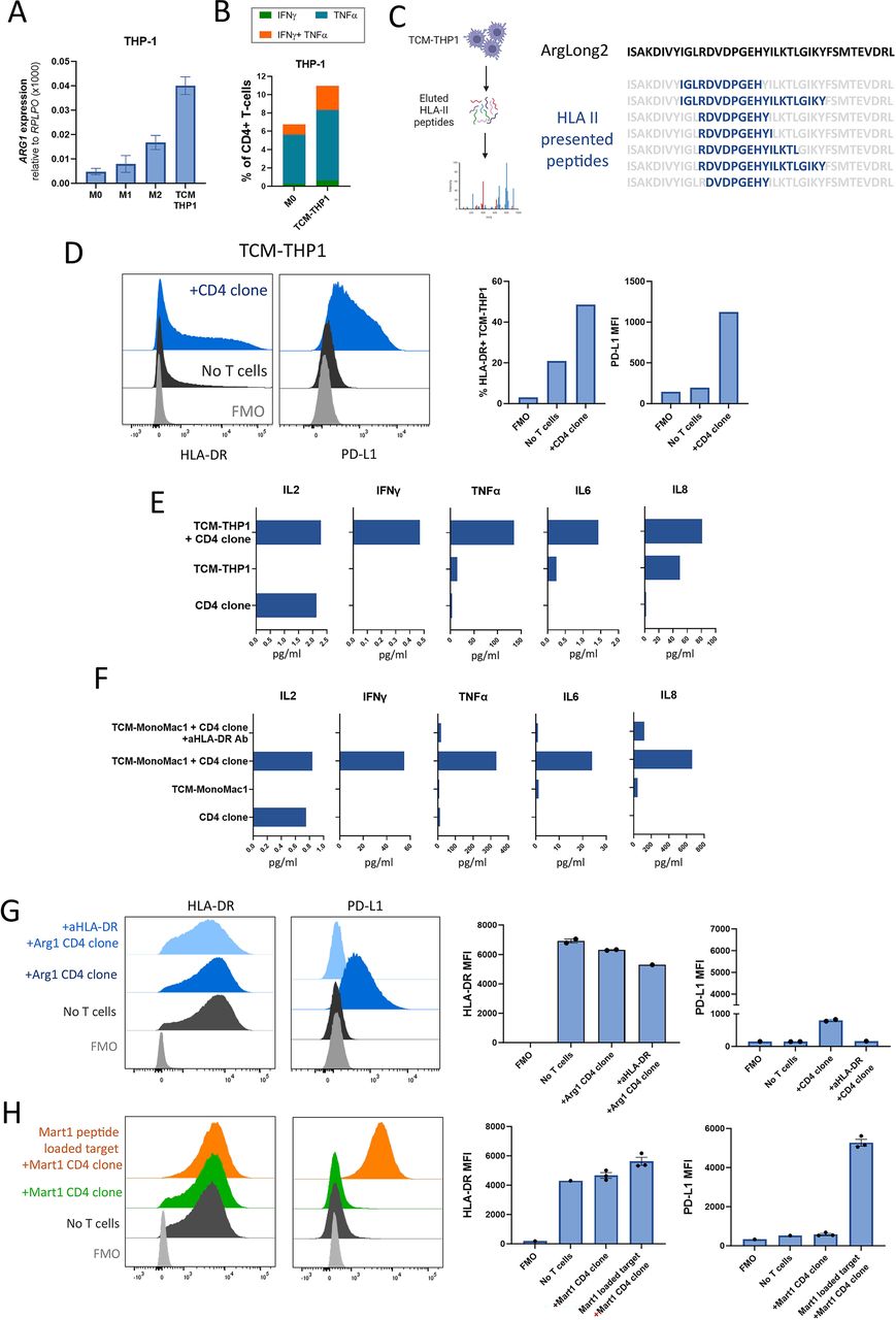 Arginase-1-specific T cells target and modulate tumor-associated ...