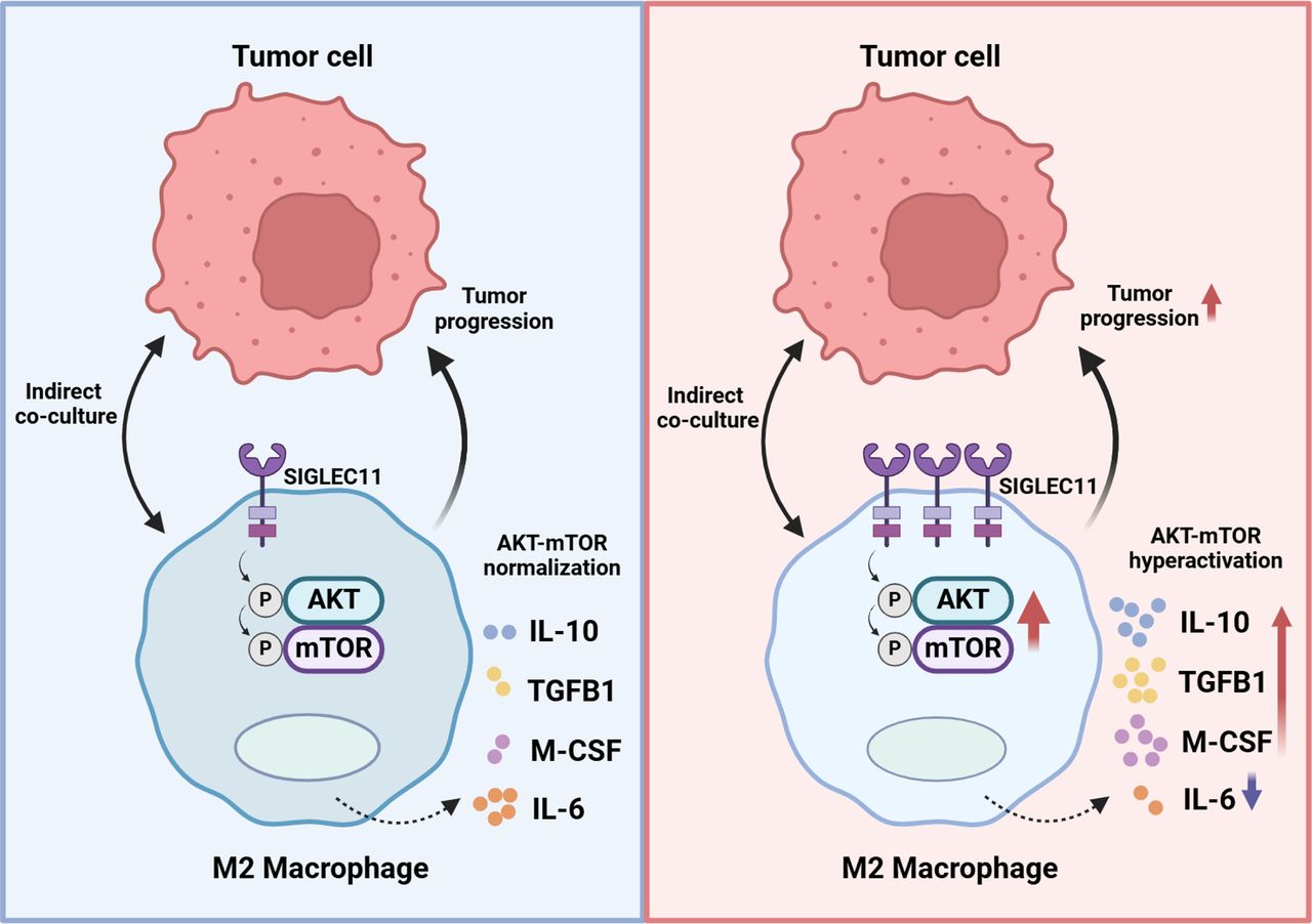 SIGLEC11 promotes M2 macrophage polarization through AKT–mTOR signaling ...