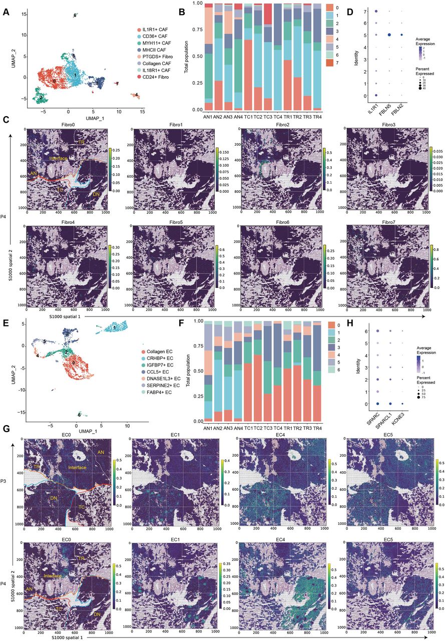Spatial and single-cell transcriptomics reveal cellular heterogeneity ...