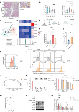 Spatial and single-cell transcriptomics reveal cellular heterogeneity ...