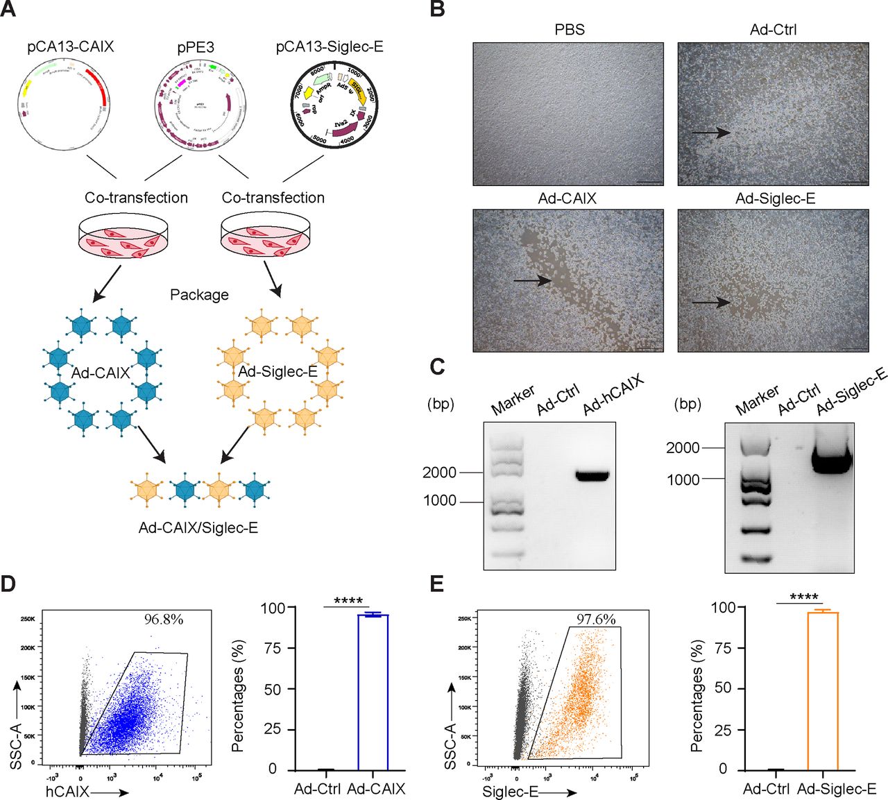 Targeting Siglec-E facilitates tumor vaccine-induced antitumor immunity ...