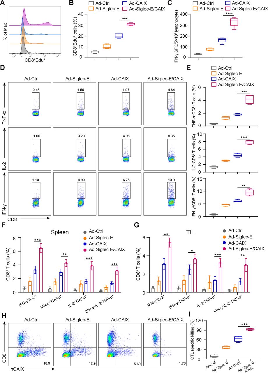 Targeting Siglec-E facilitates tumor vaccine-induced antitumor immunity ...