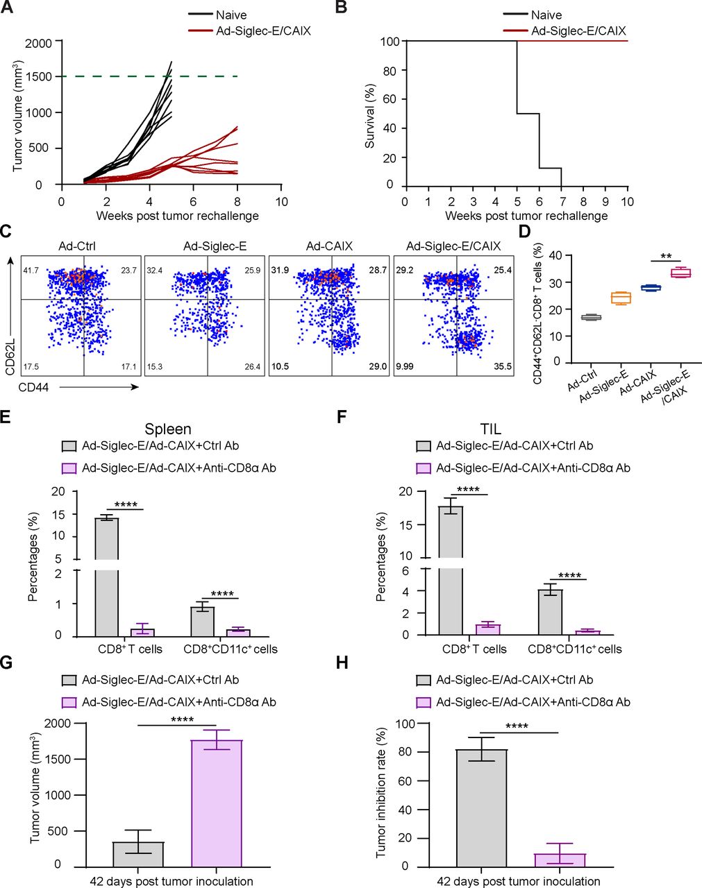 Targeting Siglec-E facilitates tumor vaccine-induced antitumor immunity ...