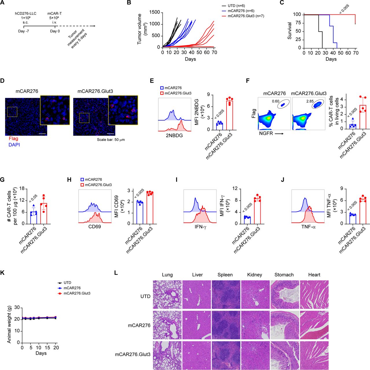 Glut3 overexpression improves environmental glucose uptake and ...