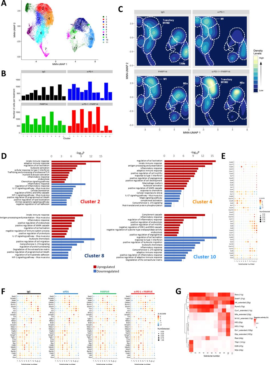 Combined PARP14 inhibition and PD-1 blockade promotes cytotoxic T cell ...