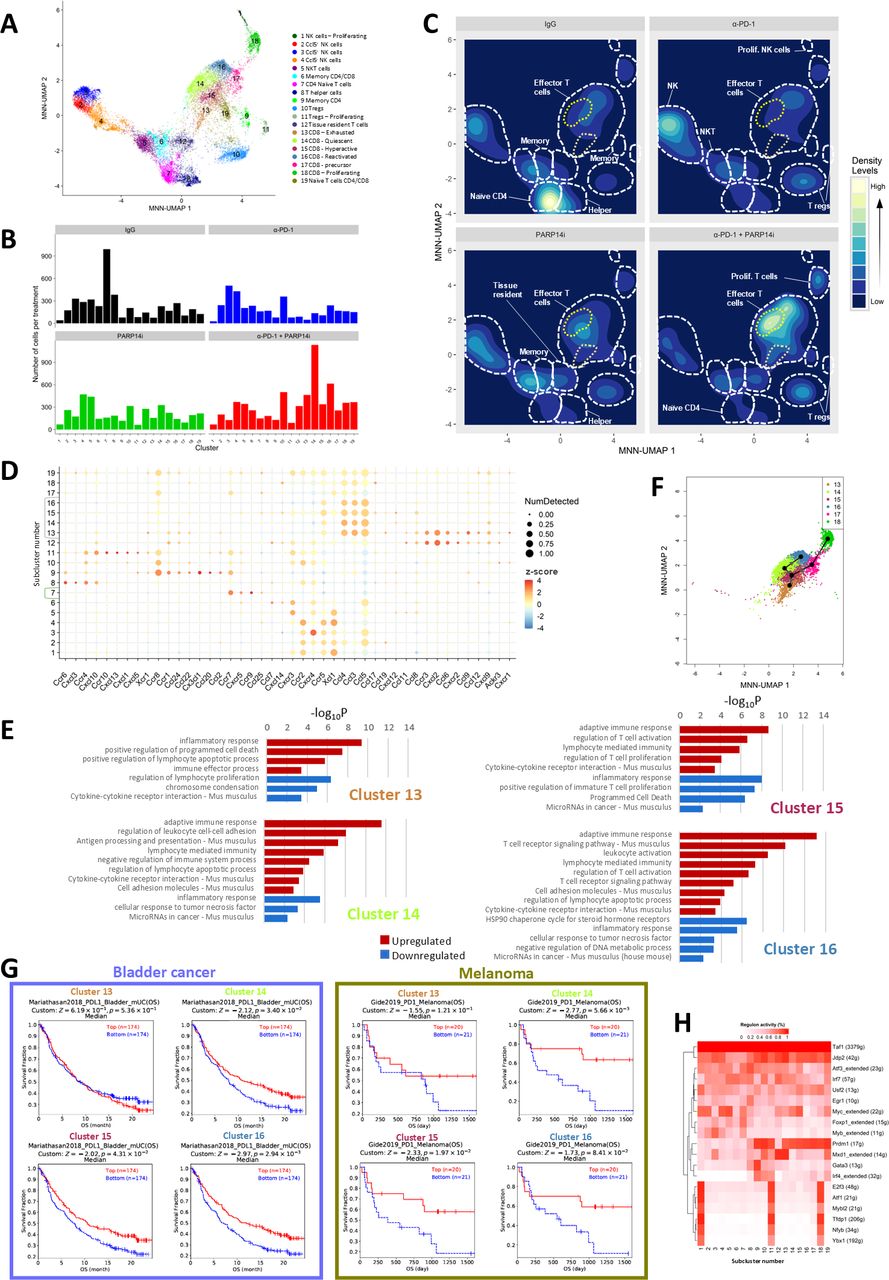 Combined PARP14 inhibition and PD-1 blockade promotes cytotoxic T cell ...