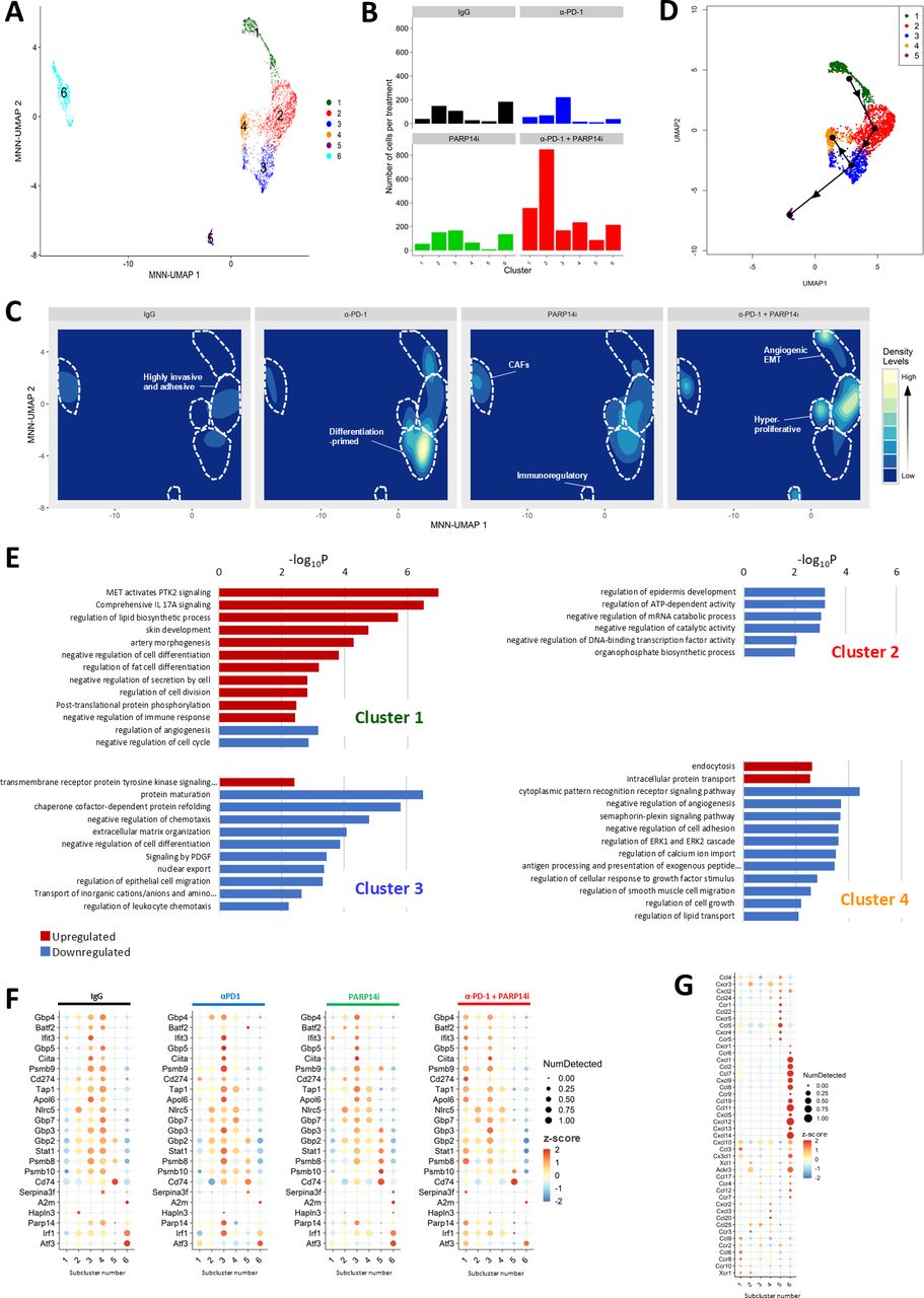 Combined PARP14 inhibition and PD-1 blockade promotes cytotoxic T cell ...