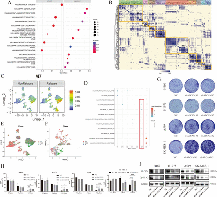 ALCAM-CD6 axis suppression: a key determinant of immune-mediated ...