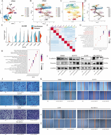 ALCAM-CD6 axis suppression: a key determinant of immune-mediated ...