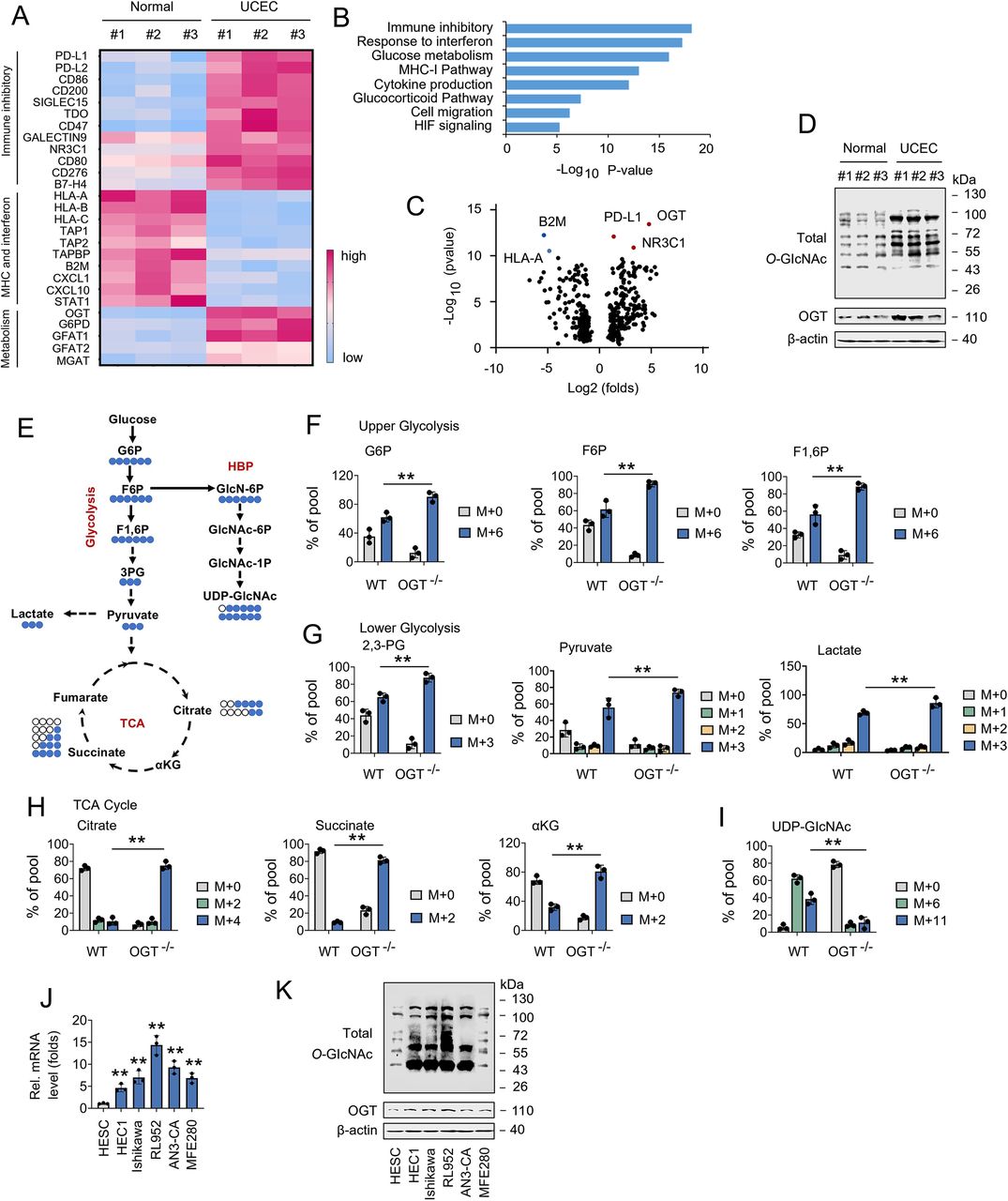 O-GlcNAc transferase promotes immune evasion and immunotherapy ...