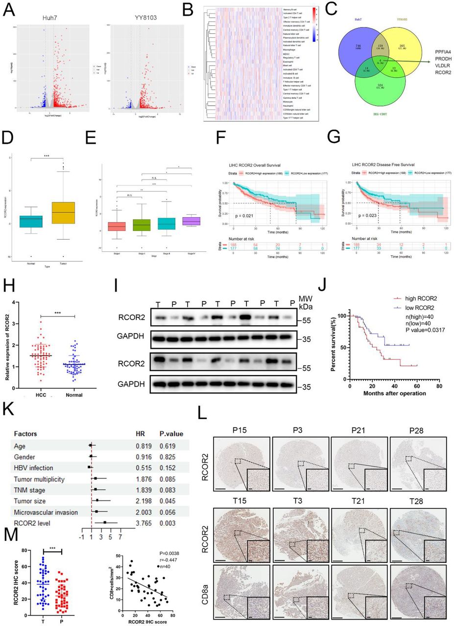 Hypoxia-induced RCOR2 promotes macrophage M2 polarization and CD8+ T ...