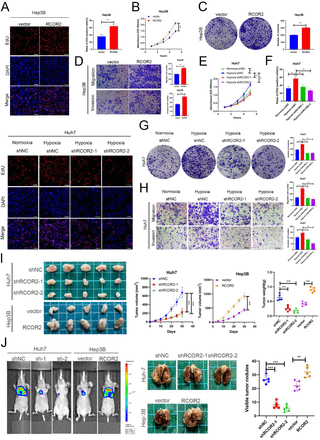 Hypoxia-induced RCOR2 promotes macrophage M2 polarization and CD8+ T ...