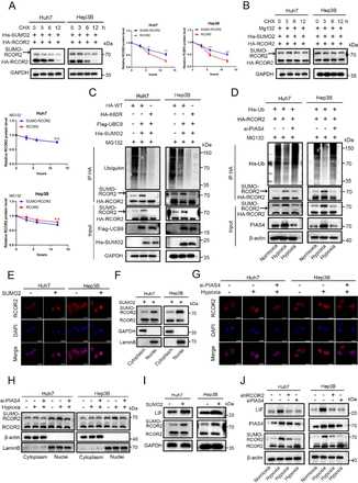 Hypoxia-induced RCOR2 promotes macrophage M2 polarization and CD8+ T ...