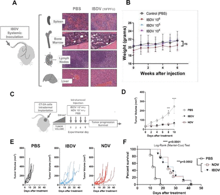 Infectious bursal disease virus (IBDV) as a novel oncolytic virotherapy ...