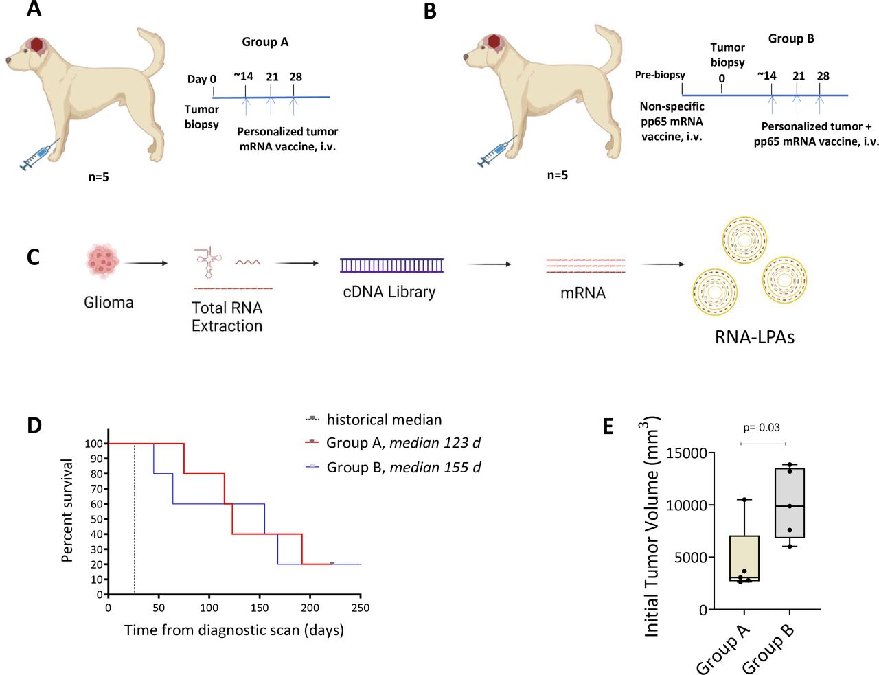 Systemic mRNA vaccines elicit rapid immune activation in canine brain ...