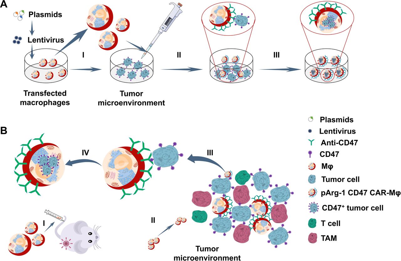Engineering TME-activated CD47-specific CAR macrophage via Arg1 ...