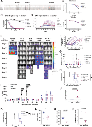 Affinity-matured CD72-targeting nanobody CAR T cells enhance ...