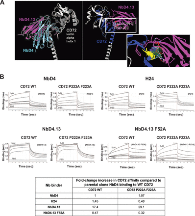 Affinity-matured CD72-targeting nanobody CAR T cells enhance ...