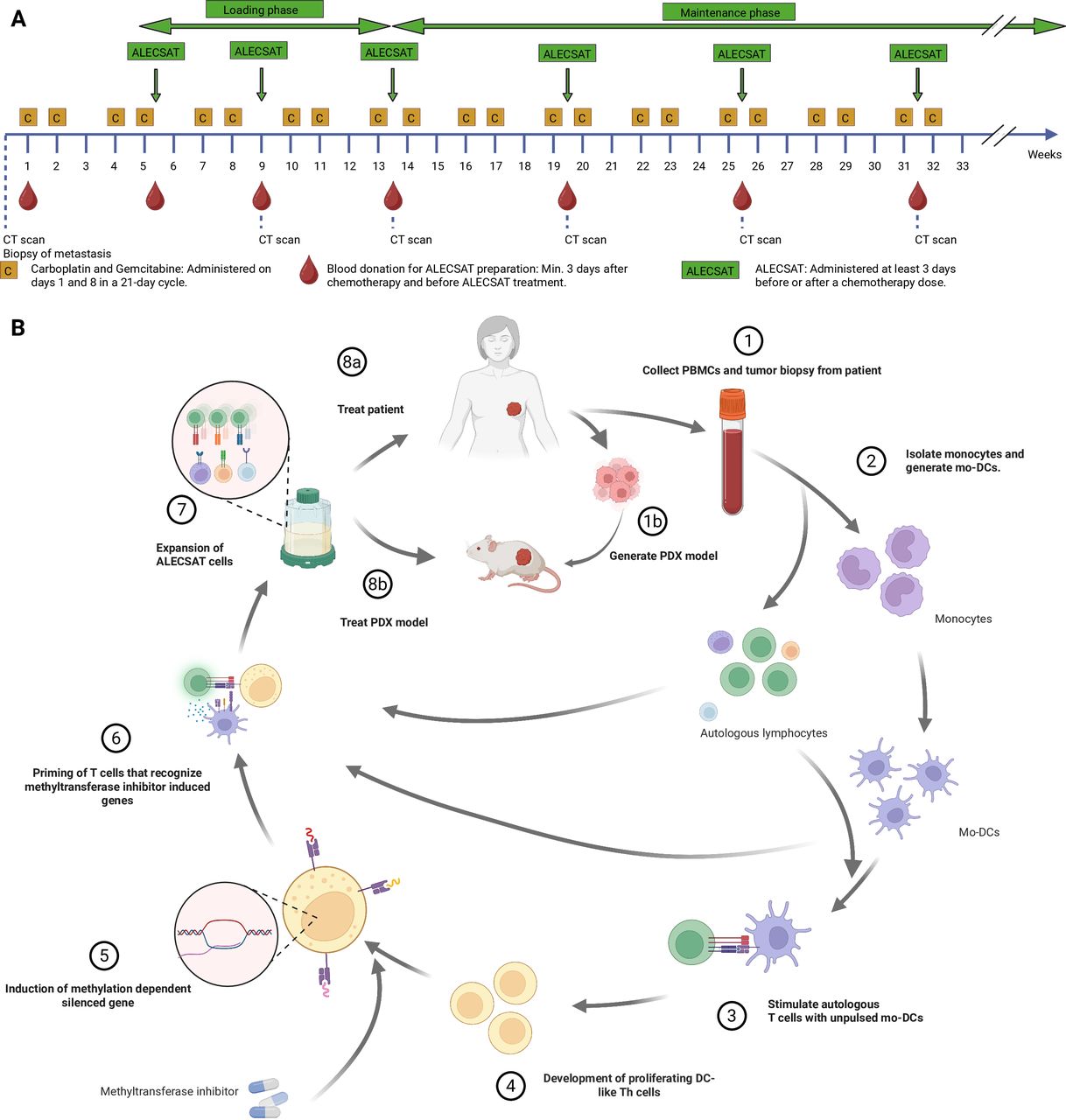 Adoptive cell transfer therapy with ex vivo primed peripheral ...
