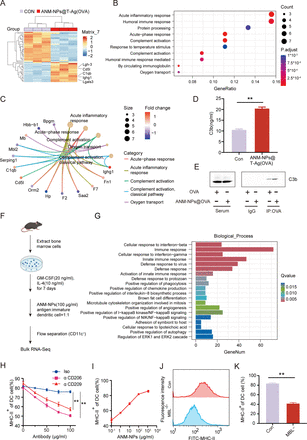 Biomimetic carbon nanopolymers ANM-NPs act on mannose receptors and ...