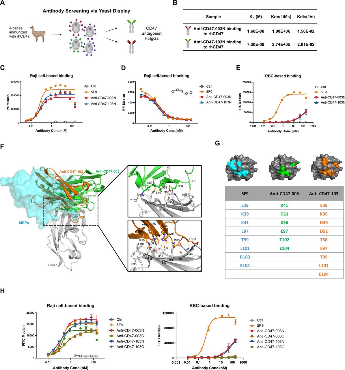 Harnessing the innate immune system: a novel bispecific antibody ...