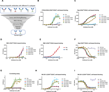 Harnessing the innate immune system: a novel bispecific antibody ...