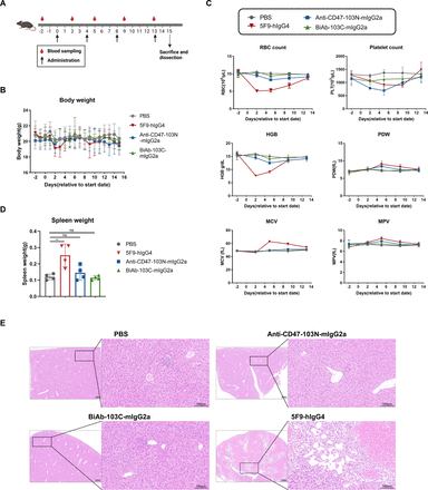 Harnessing the innate immune system: a novel bispecific antibody ...