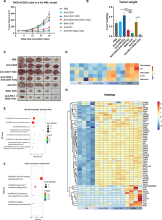 Harnessing the innate immune system: a novel bispecific antibody ...