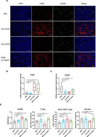 Harnessing the innate immune system: a novel bispecific antibody ...