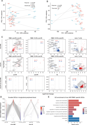 Spatiotemporal dynamics of T cells in peripheral blood and tumor ...