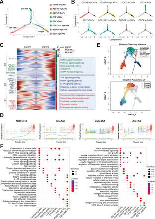 CD146+ CAFs mediate immunosuppression in gastric cancer via COL4A1 ...