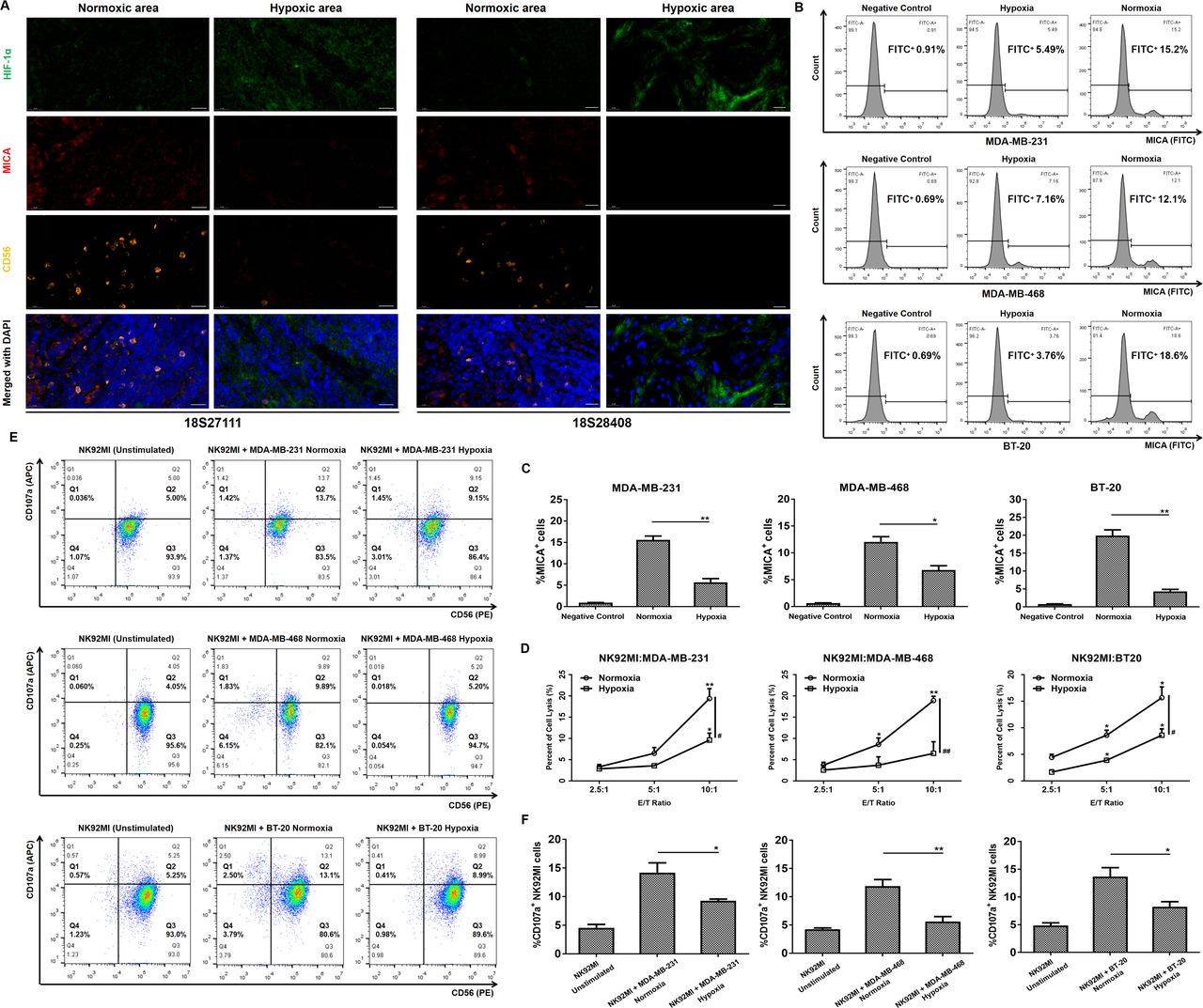 Frizzled-7-targeting antibody-derived bifunctional protein retargets NK ...
