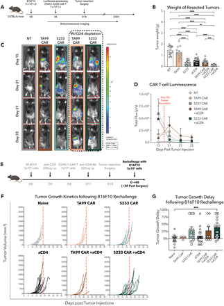 CD4 T cell depletion increases memory differentiation of endogenous and ...
