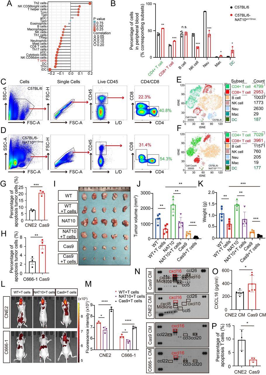 Acetyltransferase NAT10 inhibits T-cell immunity and promotes ...