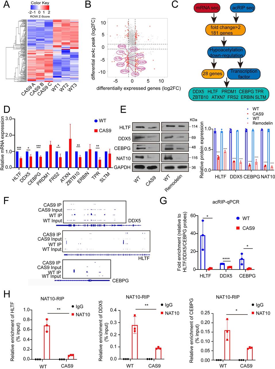 Acetyltransferase NAT10 inhibits T-cell immunity and promotes ...