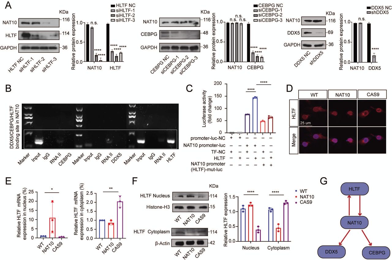 Acetyltransferase NAT10 inhibits T-cell immunity and promotes ...