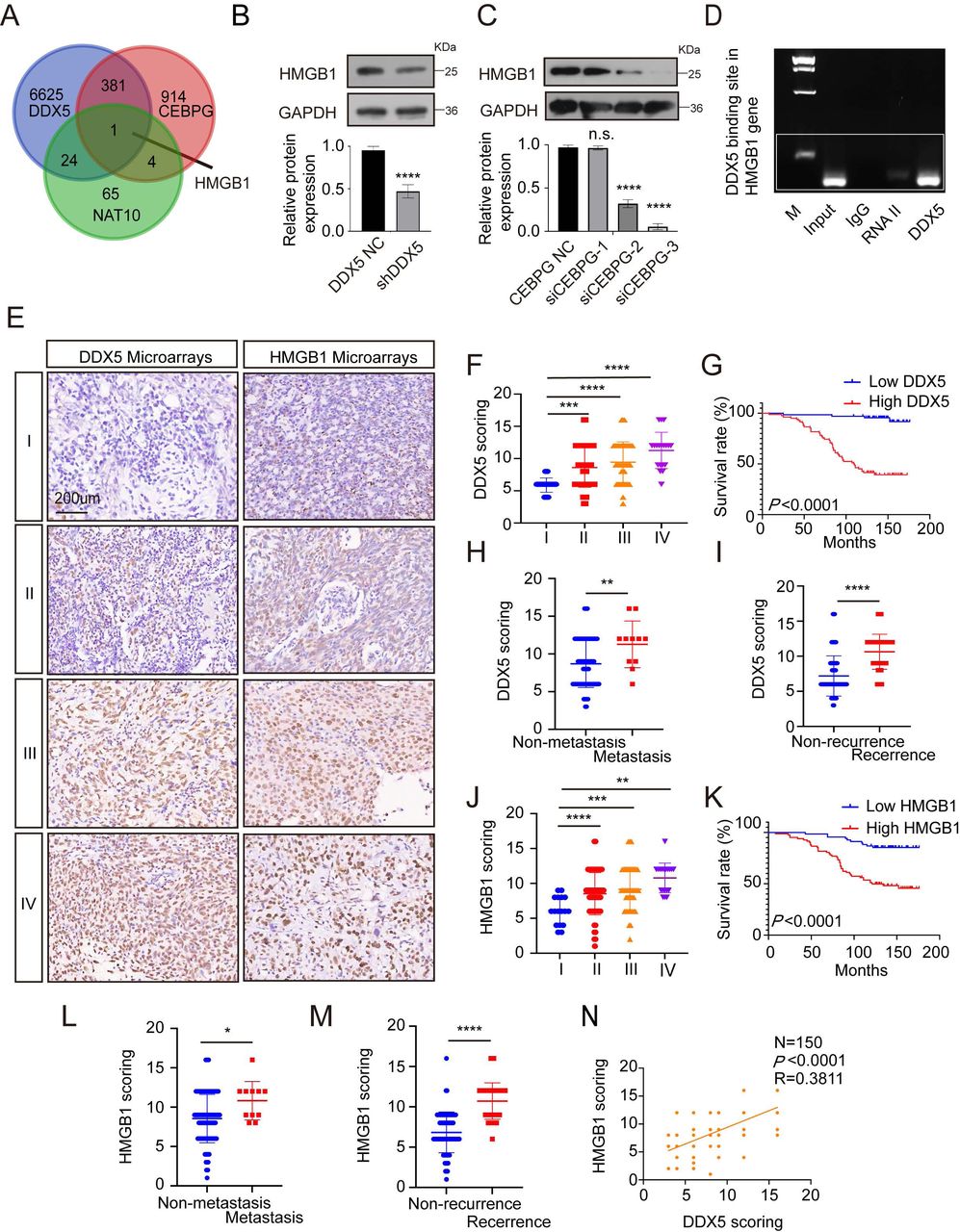Acetyltransferase NAT10 inhibits T-cell immunity and promotes ...