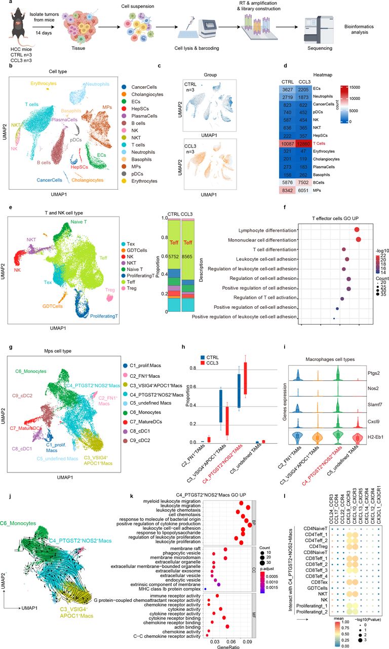 Targeted delivery of CCL3 reprograms macrophage antigen presentation ...