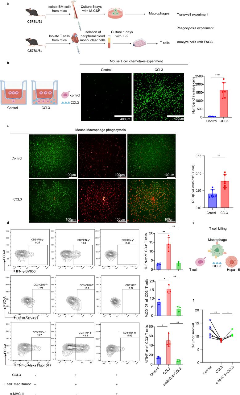 Targeted delivery of CCL3 reprograms macrophage antigen presentation ...